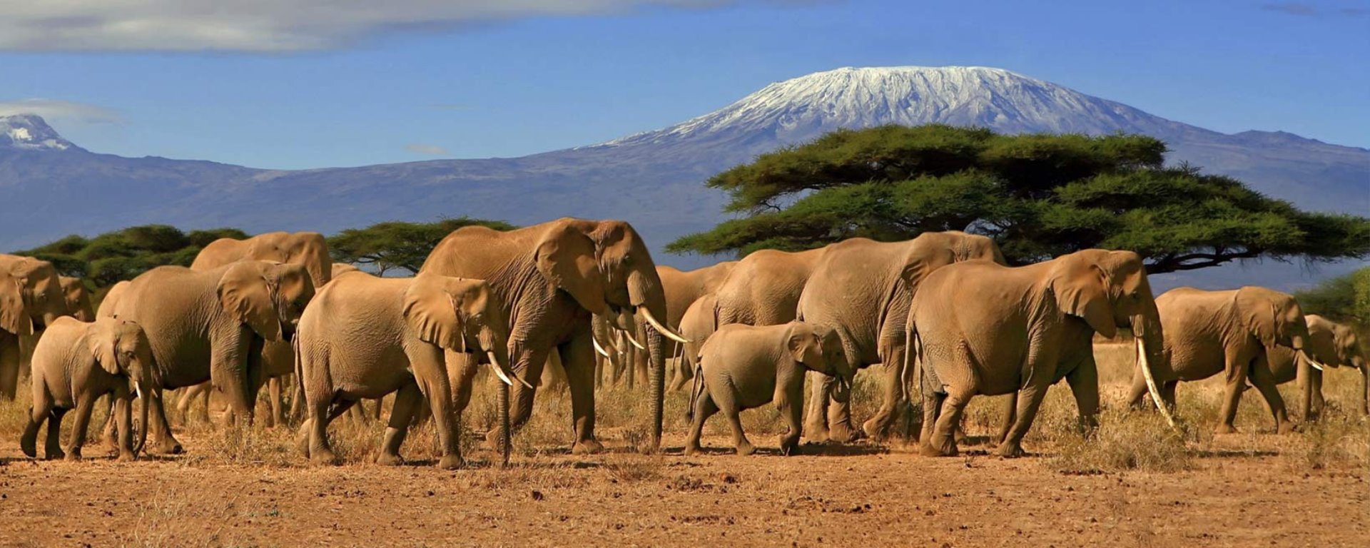 Luxury Wildlife and Safari Experiences | Exclusive Wildlife Getaways
